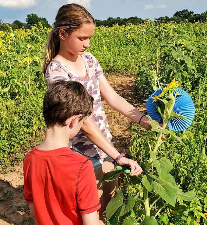 Young visitors learn the art of flower picking, a skill that's surprisingly harder than it looks when stems are thick.