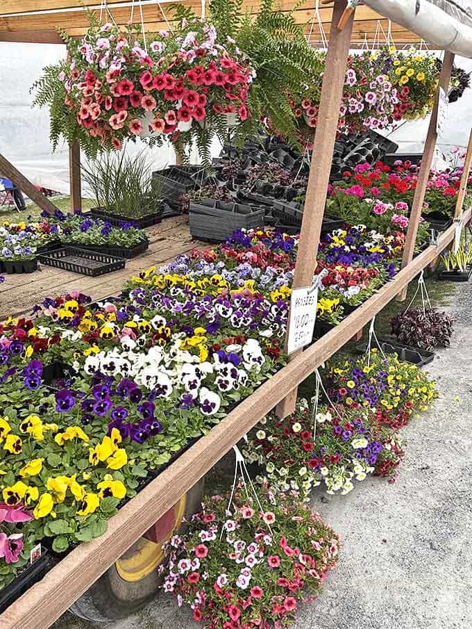 Vibrant hanging baskets and cheerful pansies bring springtime joy whether you've got a green thumb or not.