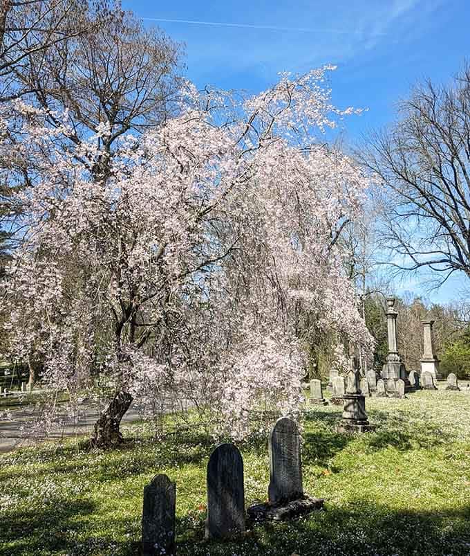 When cherry blossoms explode into white clouds, even the most stoic visitor stops to marvel.