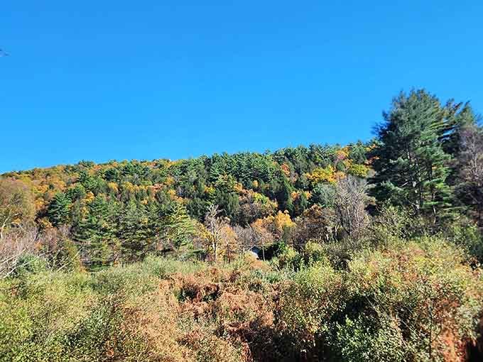 Those autumn hillsides look like someone spilled an entire art supply store across the landscape, and honestly, we're not complaining one bit.