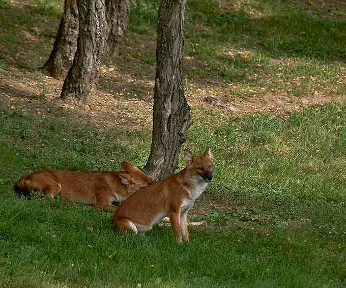 These red foxes lounging in dappled shade have mastered the art of relaxation better than most retirees in Florida.