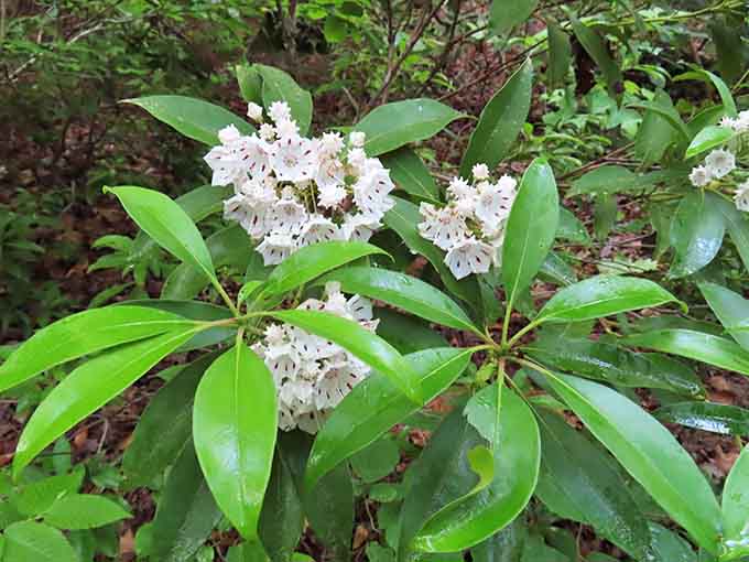 Mountain laurel blooms add delicate beauty to the trail, like nature's own welcome committee in spring.
