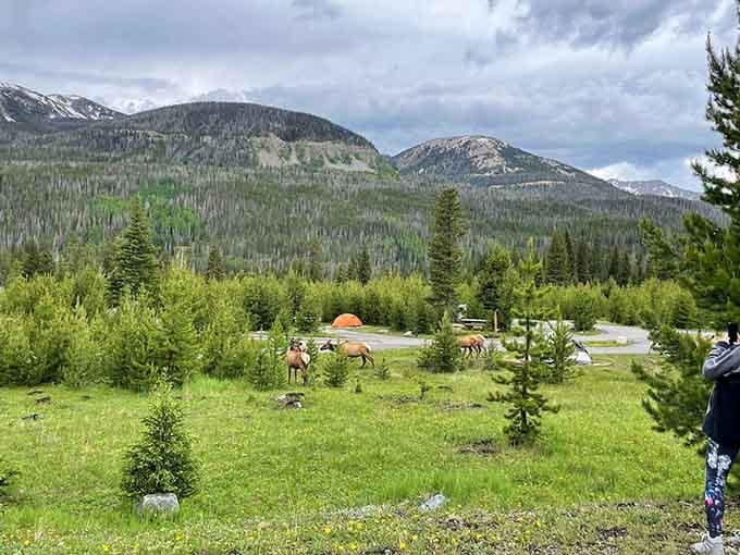 Elk grazing peacefully in alpine meadows provide the wildlife viewing experience that beats any nature documentary you've ever watched on television.