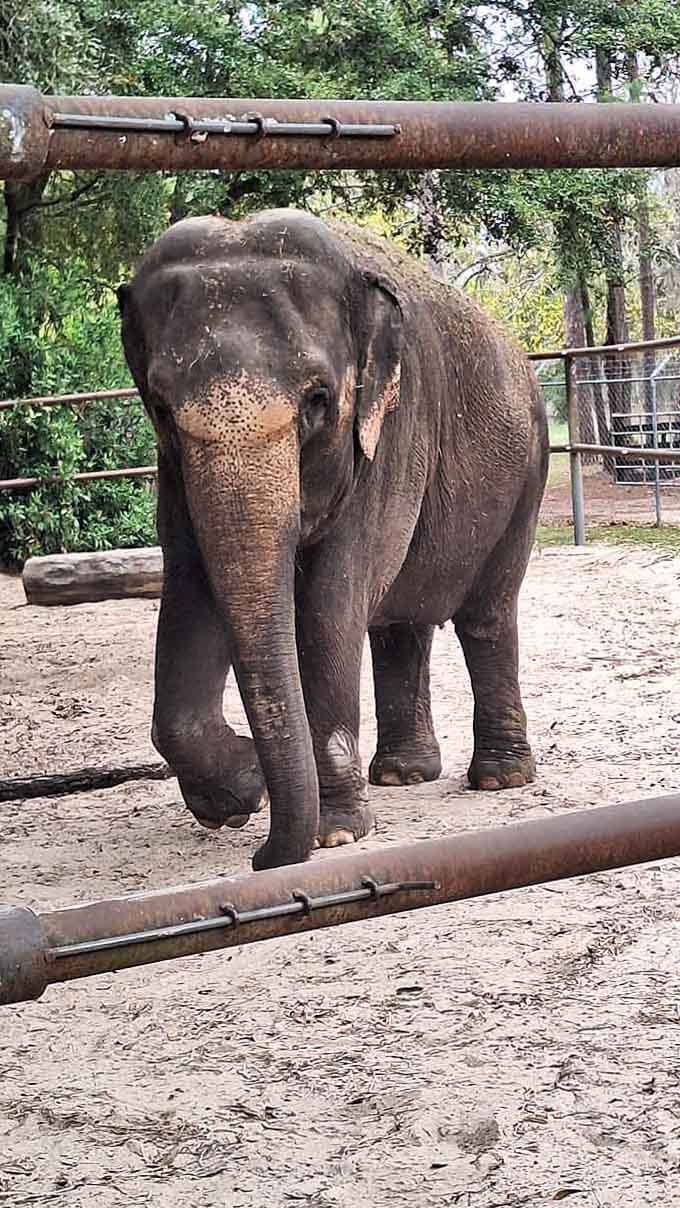 When an elephant walks toward you, it's equal parts thrilling and humbling, a moment of pure connection.