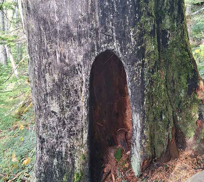 Ancient trees develop character over centuries, including mysterious hollows that look like nature's version of a hobbit door.