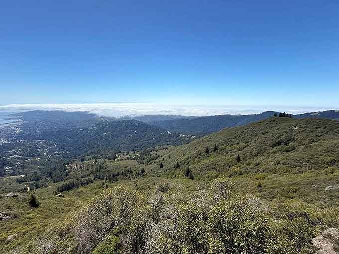 The landscape unfolds in layers of green, each ridge revealing another reason to visit California.