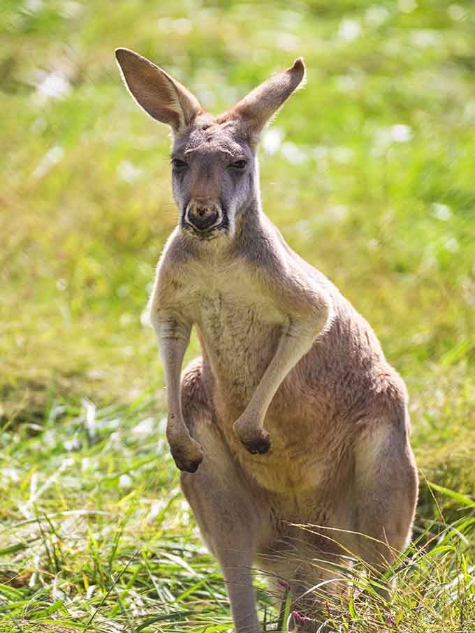 This kangaroo poses like it's auditioning for a nature documentary, and honestly, it's got the part.