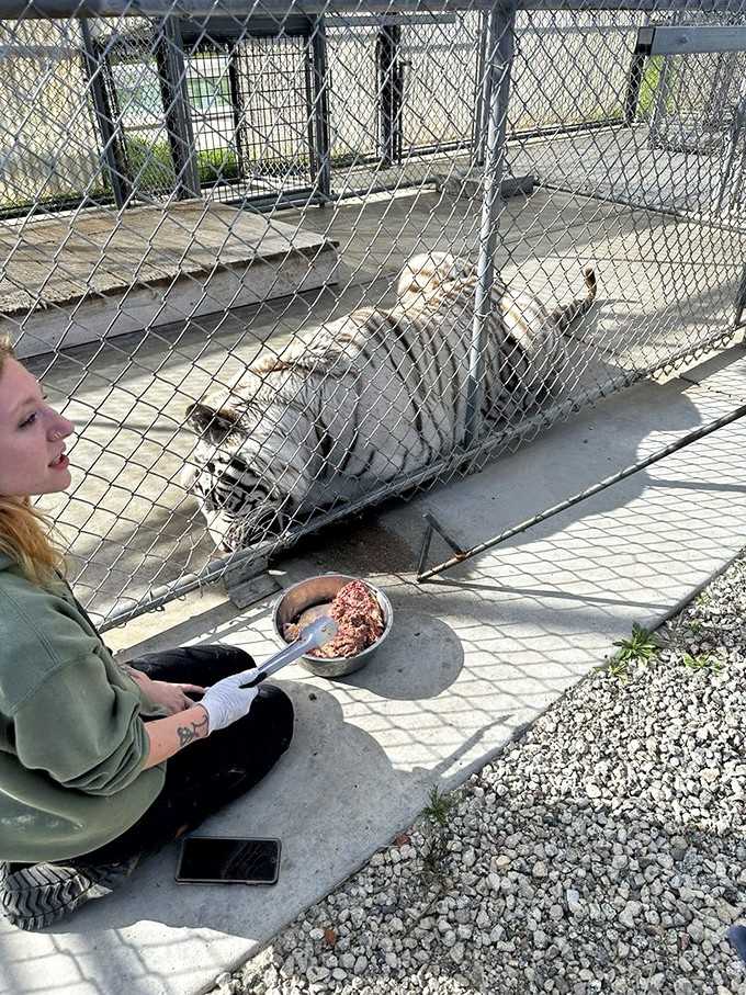 This white tiger lounging poolside has mastered the art of relaxation better than any spa-goer ever could dream of achieving.