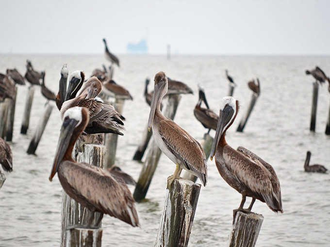 These pelicans have claimed the best seats in the house and aren't budging for anyone.