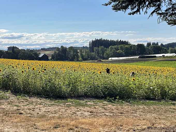 Distance reveals the field's true scale, where acres of sunflowers create their own golden horizon line beautifully.