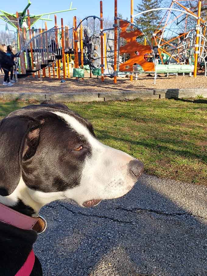Four-legged family members appreciate the playground too, though they're probably more interested in the snacks than the swings.