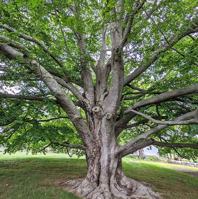 This magnificent tree has seen more seasons than your favorite long-running television drama series.