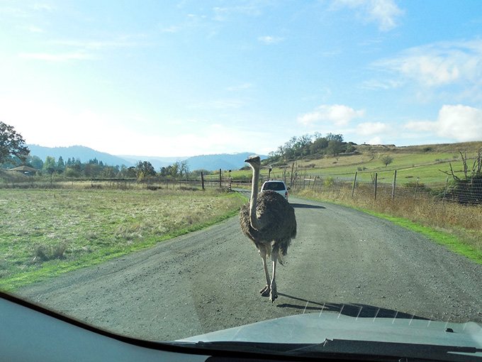 An ostrich blocking traffic with the confidence of someone who knows they're too big to argue with.