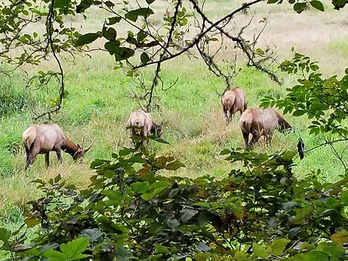 Roosevelt elk grazing near the park remind you that wildlife still outnumbers tourists in these parts.
