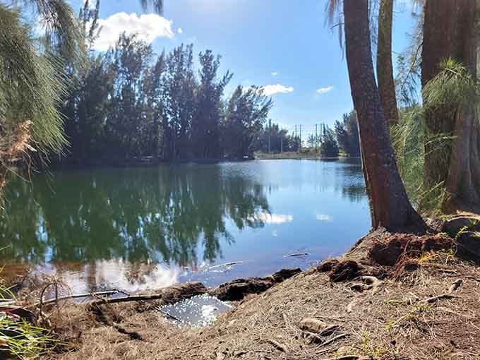 Exposed roots and sandy shores create the kind of natural landscape architects spend fortunes trying to replicate artificially.