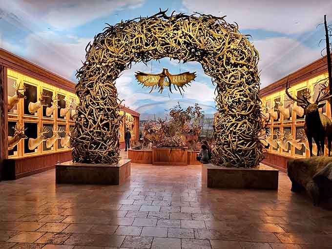 This impressive collection of antlers represents nature's crown jewels, displayed with educational purpose and artistic flair.