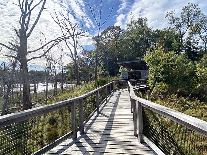 Boardwalks guide you through delicate ecosystems while keeping your sneakers dry, which everyone secretly appreciates.