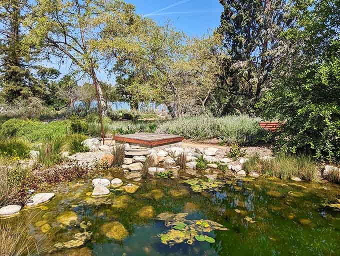 The pond's surface catches afternoon light beautifully, transforming ordinary water into something worth sitting beside all day.