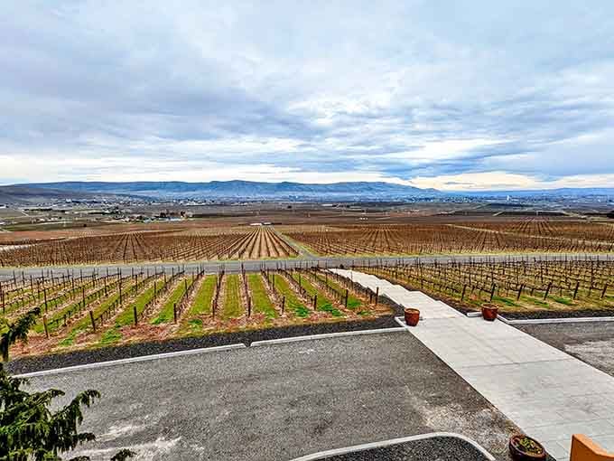 Geometric precision meets natural beauty as perfectly aligned vineyard rows stretch toward distant mountains under winter's clear skies.
