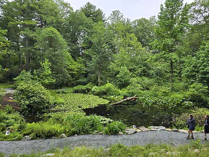 Lily pads floating on a woodland pond surrounded by every shade of green imaginable in Framingham.