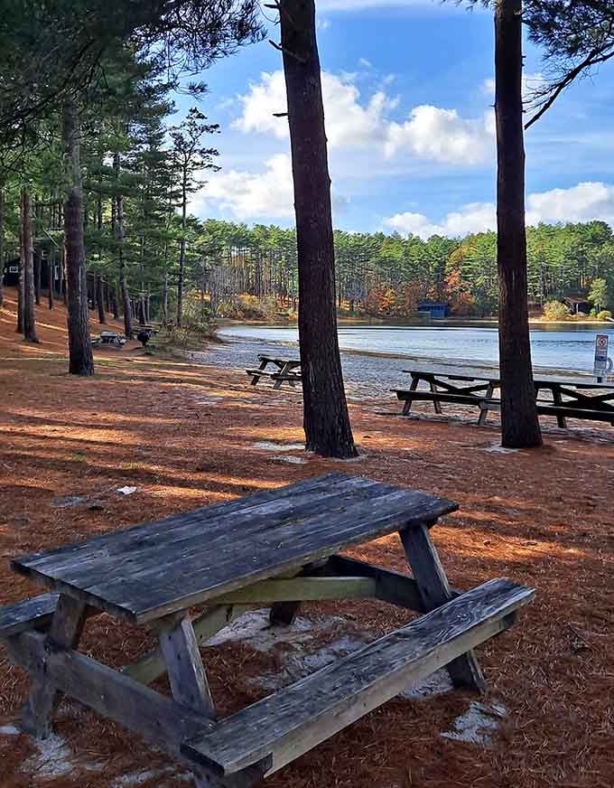 Pine needles carpet the ground beneath towering trees framing a lake view that belongs on a postcard.