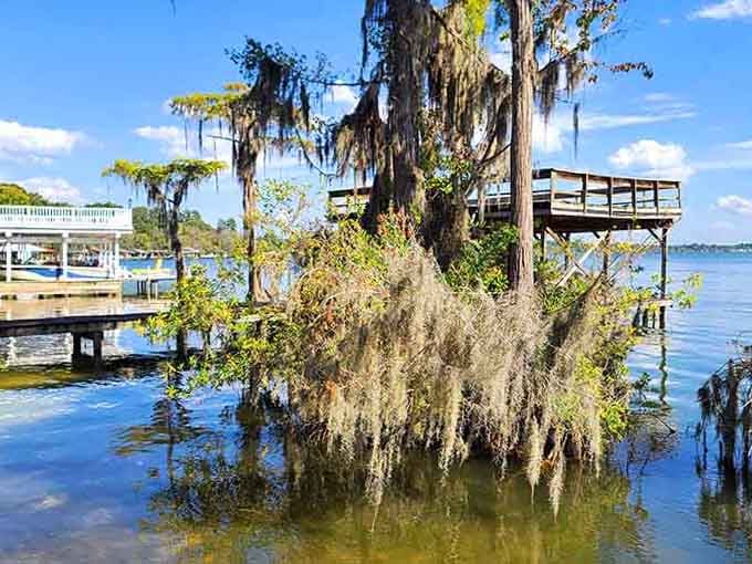 Spanish moss drapes dramatically over cypress trees rising from water that's been a swimming favorite since your grandparents' day.