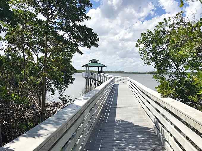 This elevated boardwalk leads through mangroves to observation points where water and wilderness meet beautifully.