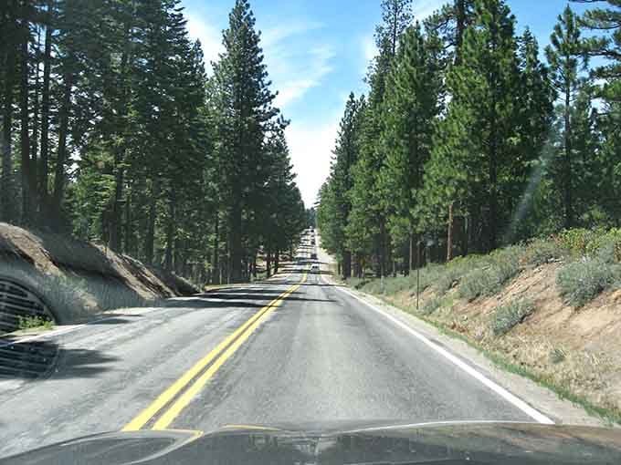 Towering trees stand at attention along this straight stretch, creating perspective lines any photographer would envy completely.