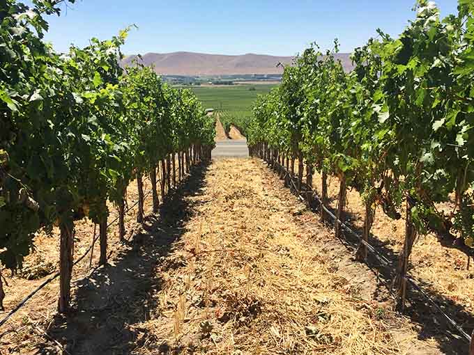 The path between vines leads straight to distant hills, inviting you to walk among the grapes that become wine.
