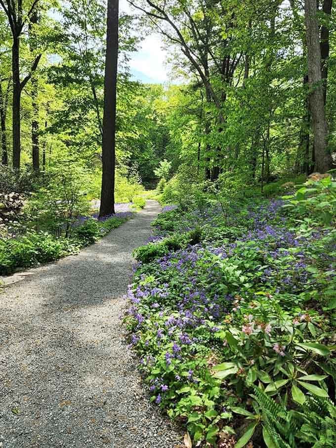 Purple wildflowers lining a gravel path through dappled forest light &mdash; Garden in the Woods earns its name.