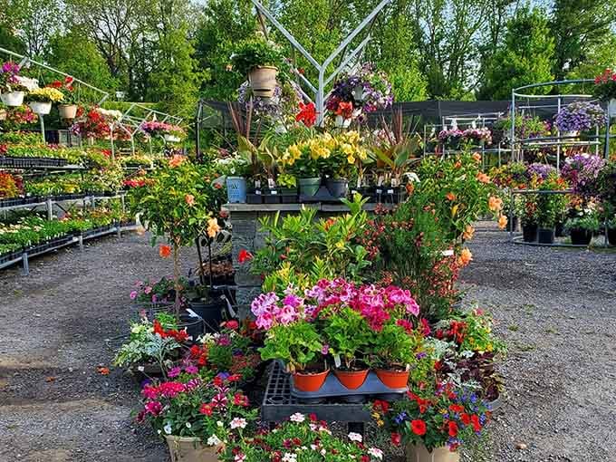 Tiered flower displays overflow with color, proving that sometimes the best gardens are the ones you can take home.