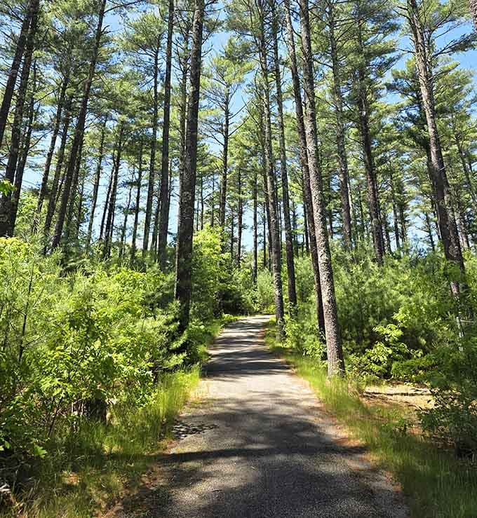 Tall pines stand like sentinels along the peaceful trail, their straight trunks reaching skyward in perfect formation.