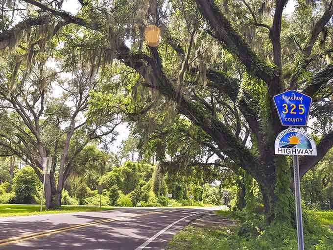 Spanish moss drapes the oaks while the scenic highway sign marks this as officially beautiful territory worth exploring.