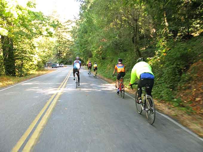 Cyclists glide through a green tunnel of trees, proving the journey beats the destination every single time.