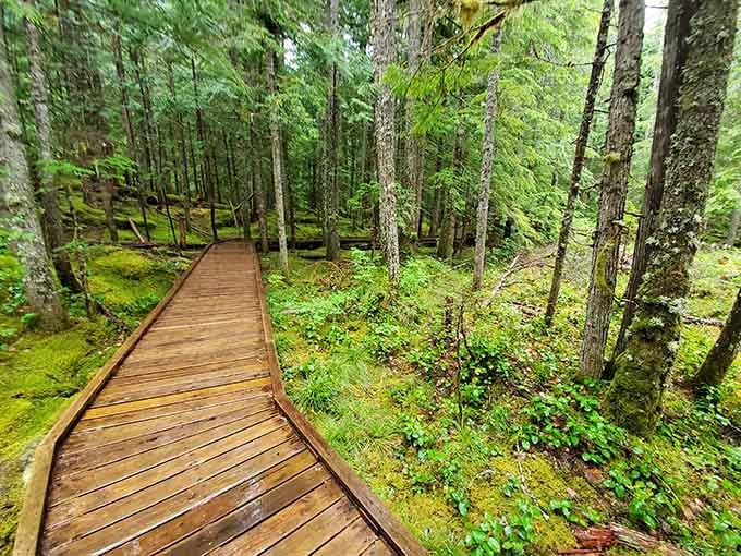A wooden boardwalk through ancient volcanic forest: proof that Washington's backyard needs no filter.