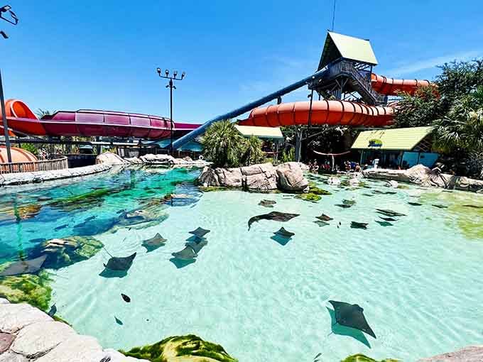 Stingrays cruising their pool like they own the place, which technically they do, so fair enough.
