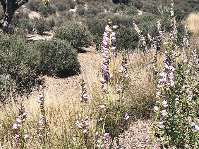 Desert wildflowers add unexpected pops of color, proving this landscape has more tricks up its sleeve.