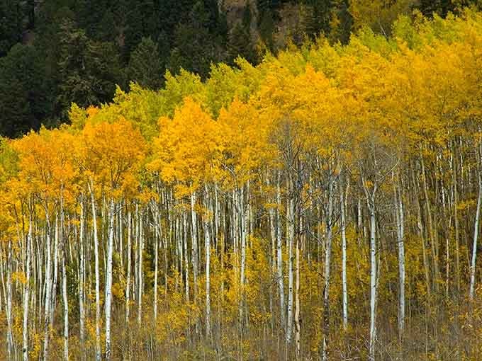 Golden aspen groves paint the hillside in autumn's finest work, proving nature's color palette beats any artist.