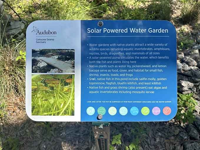 Solar-powered water gardens prove that even swamps are going green, which is ironic considering they're already green.