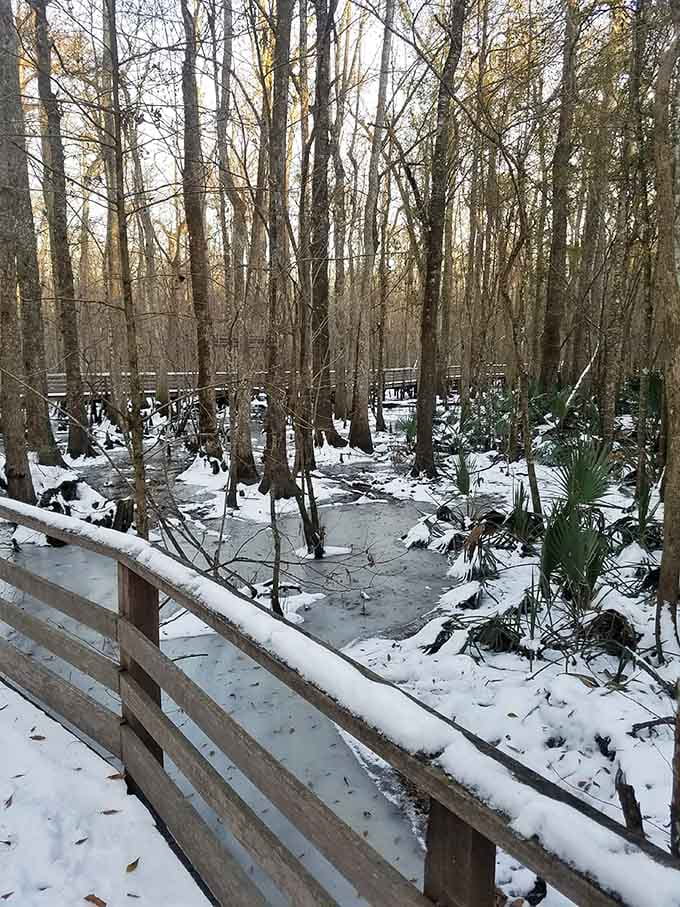 Snow dusting a Southern swamp feels like finding air conditioning in July, rare and absolutely worth celebrating when it happens.