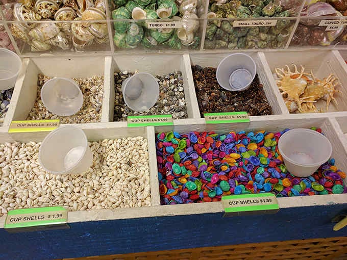 Decorative shells sorted by color like nature's candy store, minus the calories and plus the beachy home decor potential.