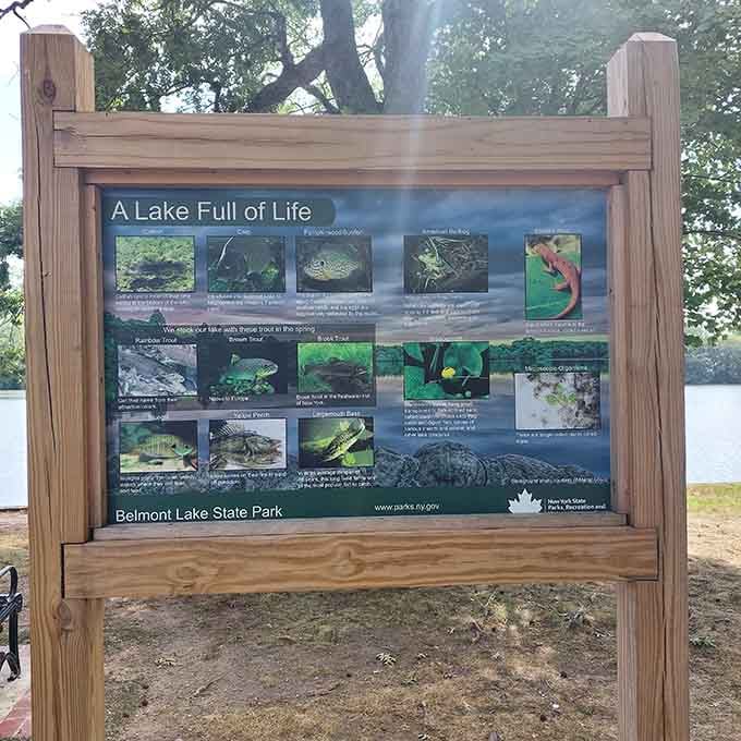 Educational signs that teach you about the lake's ecosystem without feeling like homework, thankfully.