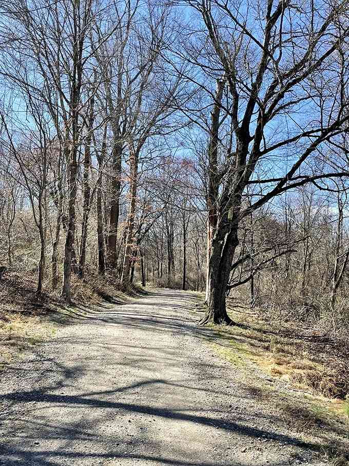 Tree-lined paths that provide natural air conditioning and the kind of shade that makes summer hiking actually enjoyable again.