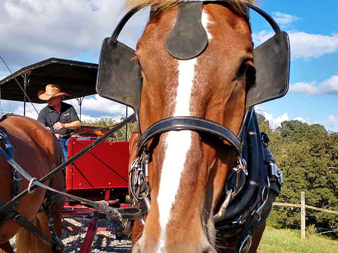 When your horse looks this photogenic, you understand why people painted portraits before Instagram existed.
