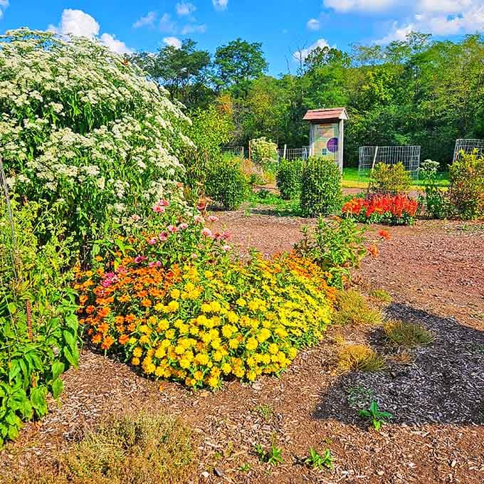 The pollinator garden bursts with colors that attract butterflies, bees, and anyone who appreciates nature's own floral arrangements.