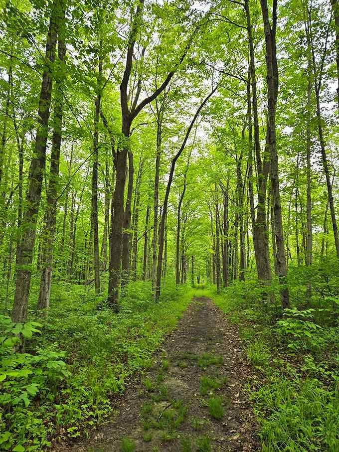 Towering trees create natural corridors that feel both intimate and grand, like walking through nature's own cathedral without the pews.
