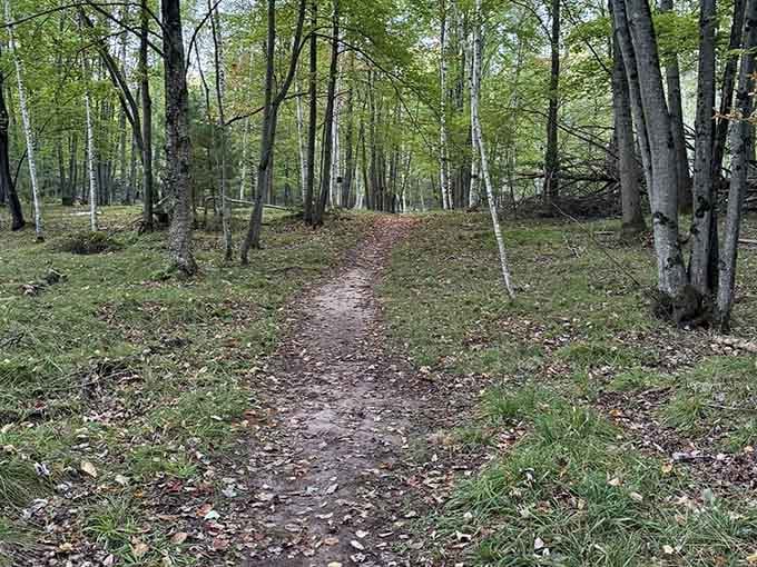 Trails winding through birch forests where the only traffic jam involves deciding which path looks more inviting.