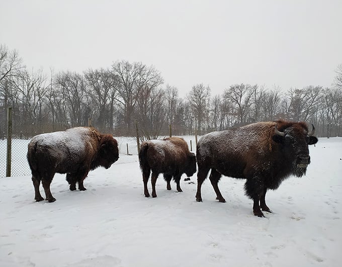 Winter transforms the bison herd into snow-dusted icons of the American frontier, majestic in any season.