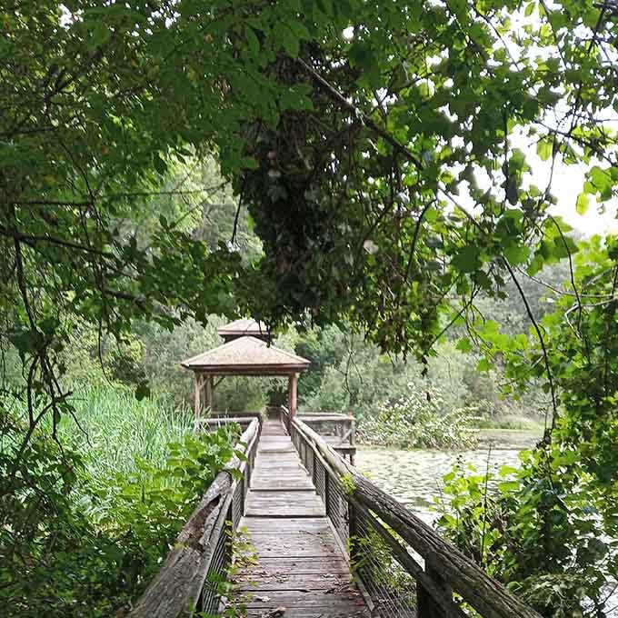 A wooden boardwalk leads to a peaceful gazebo where patient observers can spot waterfowl without getting their feet wet.