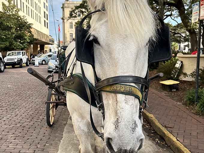 Those soulful eyes have seen countless tours and still seem genuinely happy to show you around town.